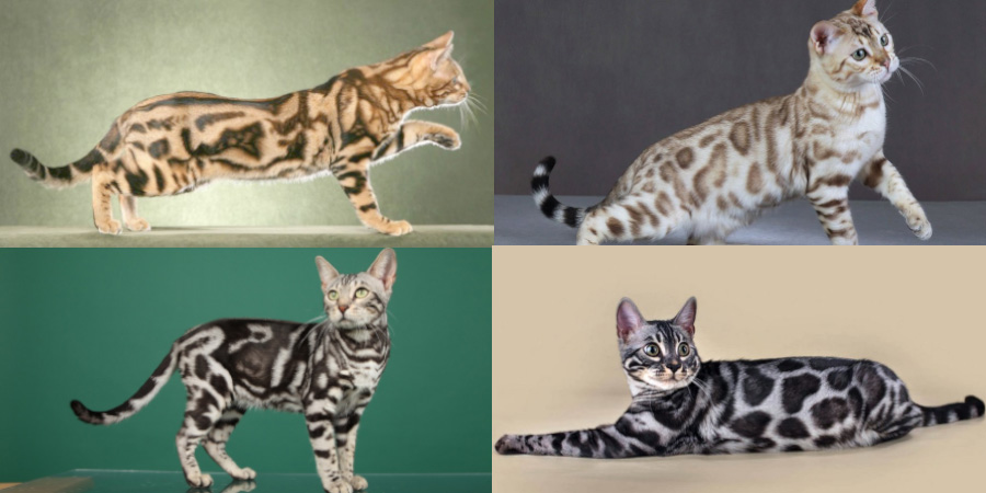 All Colors and Patterns of Bengal Cats - Bengal cats and kittens